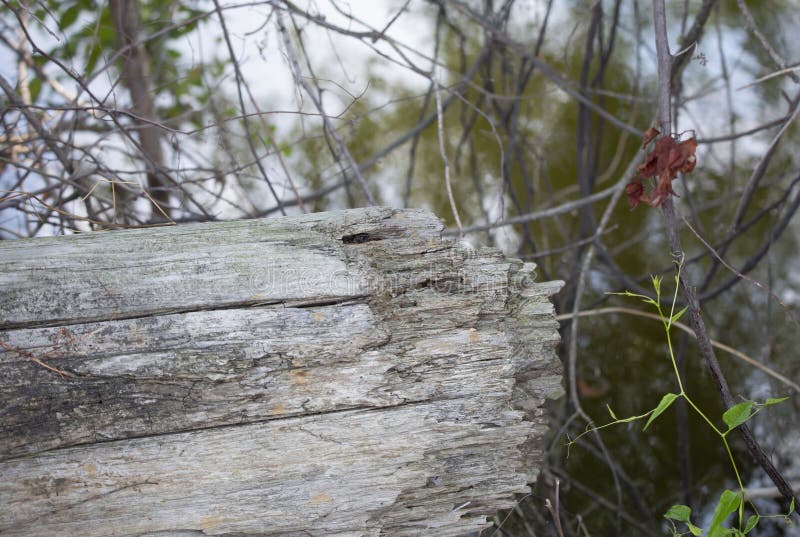 Log Near Water stock photo. Image of ground, flora, outside - 139119262