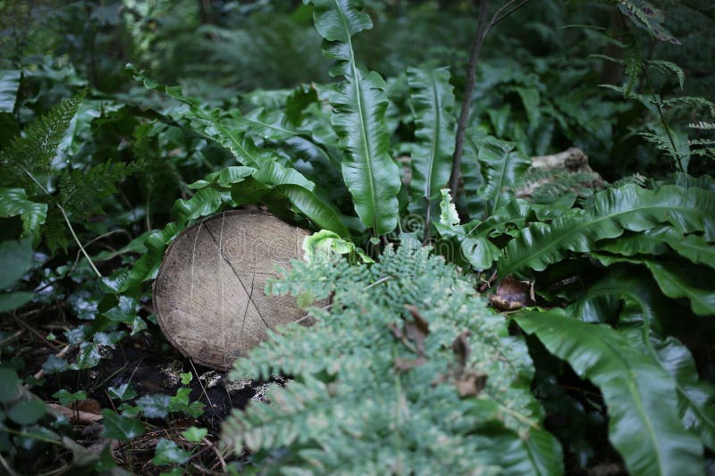 Close-up of a Log Hidden in Lush Greenery in a Forest Stock Image ...