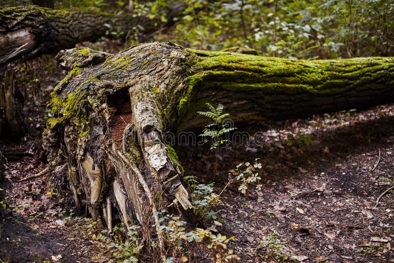 Close-up of a Log with Moss in a Deciduous Forest Stock Image - Image ...
