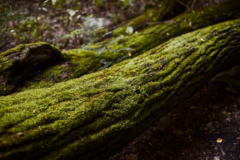 Close-up of a Log with Moss in a Deciduous Forest Stock Image - Image ...