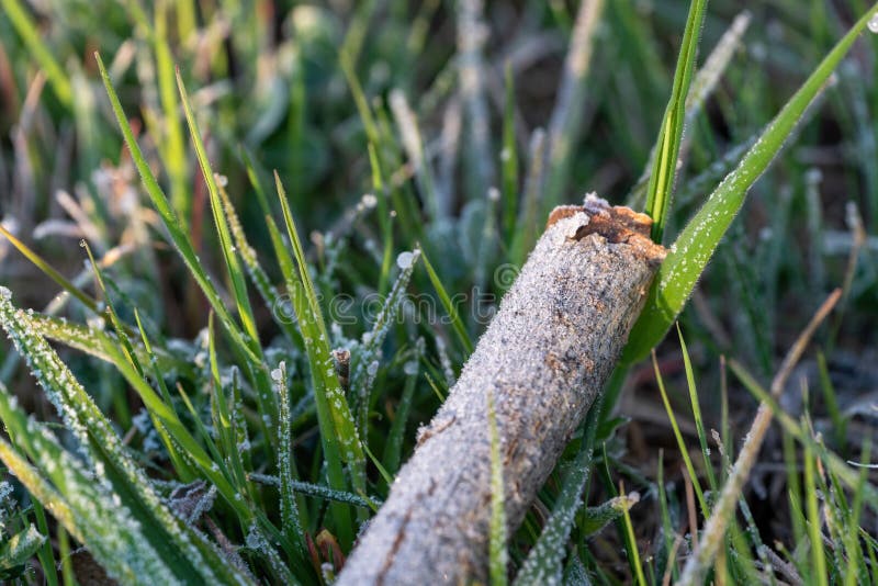Close-up of a Log of Wood on a Lawn Stock Photo - Image of juvenile ...