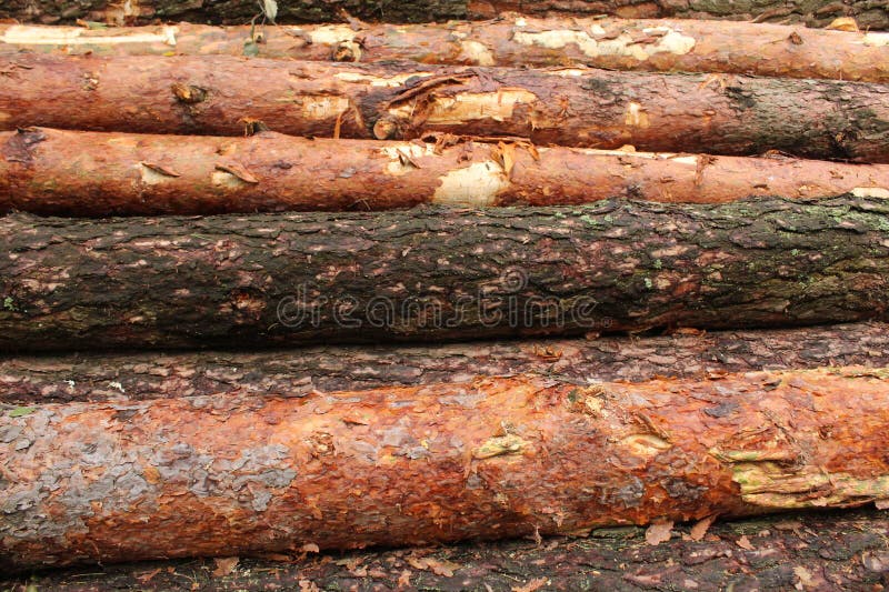 Close-up of Logs. Background: Natural Wood, Bark, Close-up ...