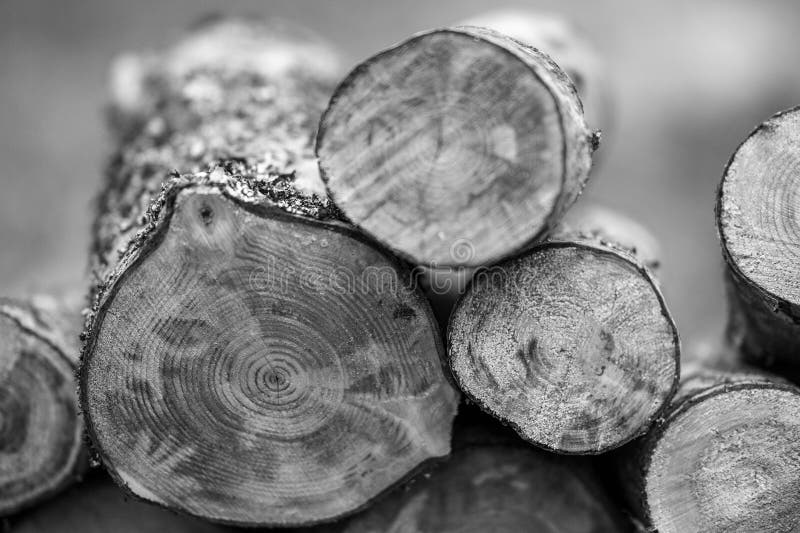 Close-up of Logs in Black and White Stock Photo - Image of wood ...