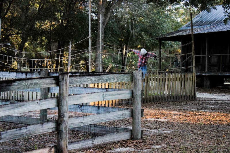A Close-up of a Lone Scarecrow Guarding a Small Farm Plot Stock Photo ...
