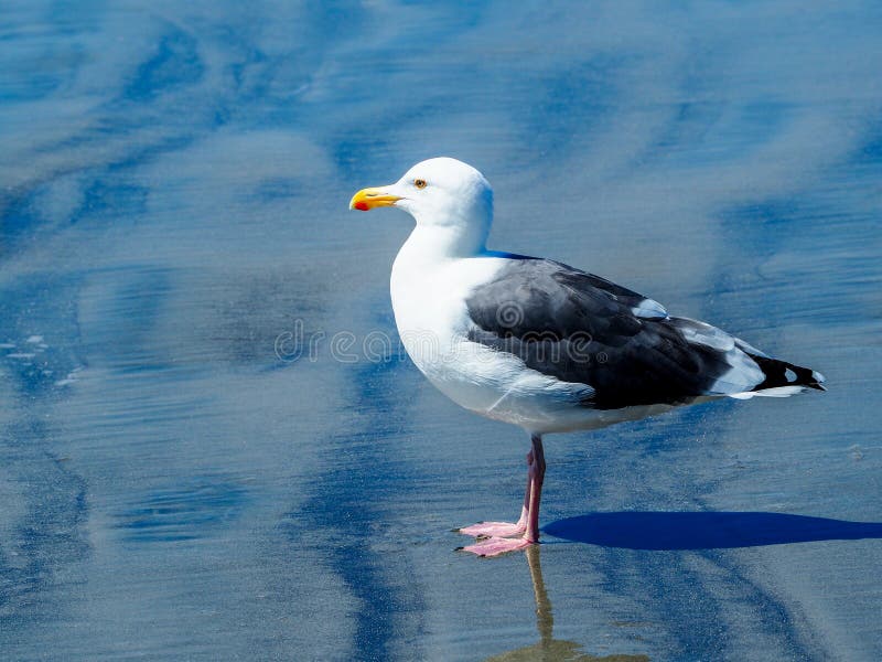 Close Up of a Lone Seagull at the Beach Stock Image - Image of grey ...