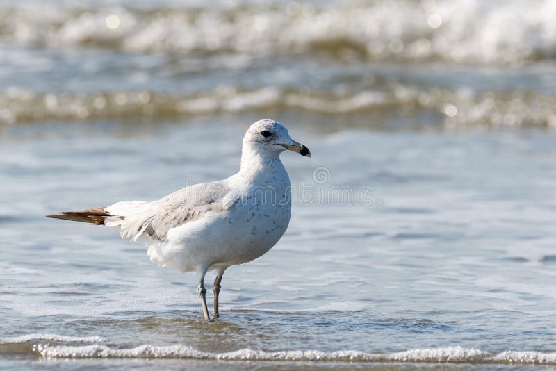 Seagull Walking Along the Beach in the Atlantic Ocean Stock Image ...