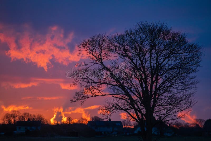 Oak tree sunrise stock image. Image of scenery, environment - 44140909