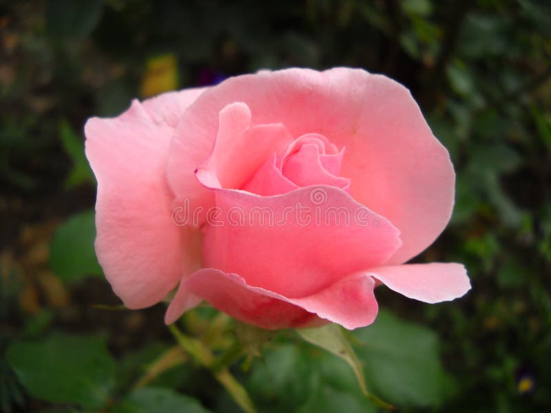 Close-up of a Lonely Pink Rose. Rose Opened from the Bud. the Rose is ...