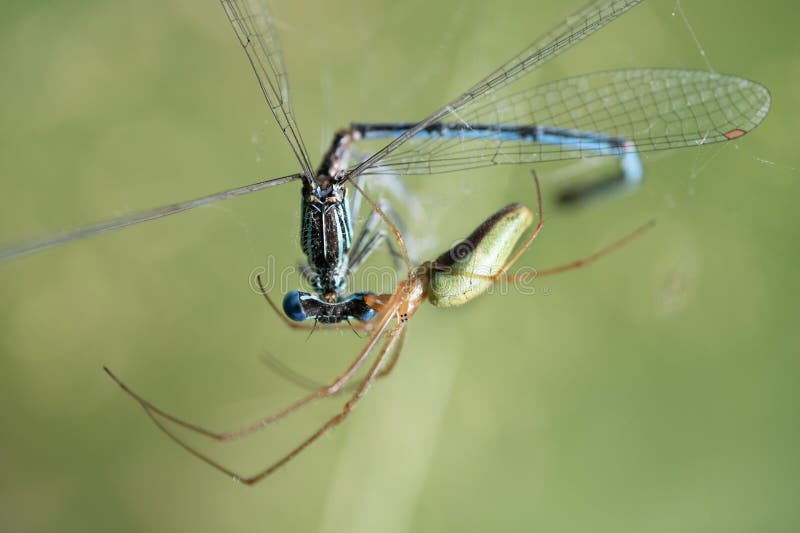 Close-up of a Long-armed Green Spider that Has Caught a Blue Feathered ...