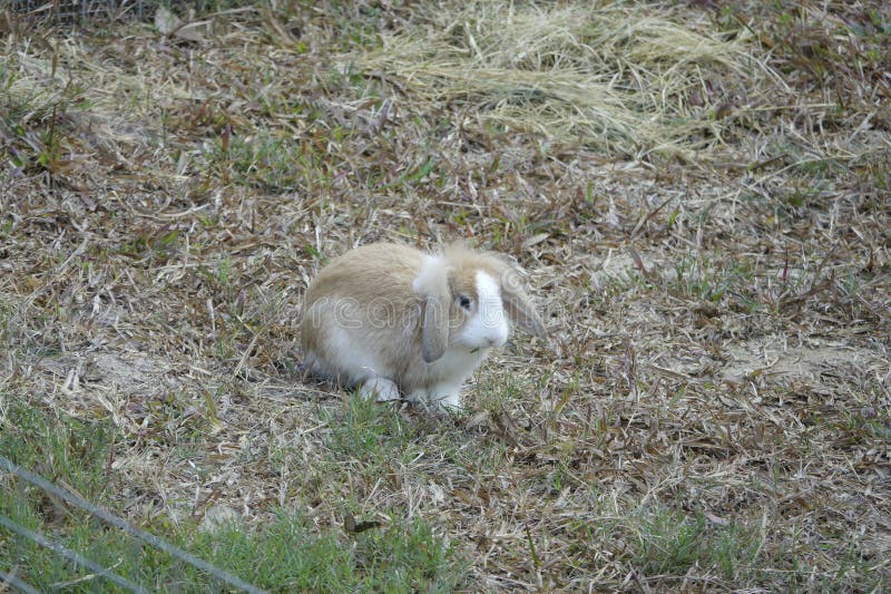 Long eared rabbit stock image. Image of eared, rabbit - 317049577