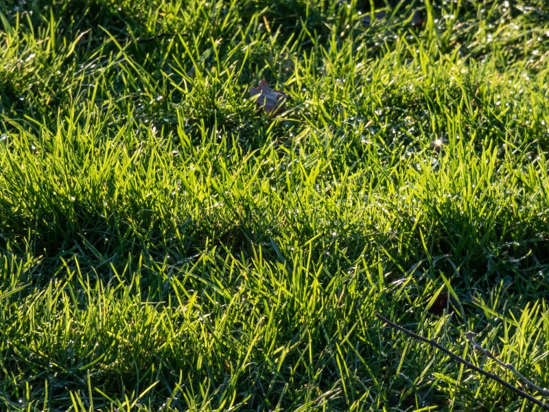 Close-up of Long, Green Grass with Different Depth of Field Growing in ...
