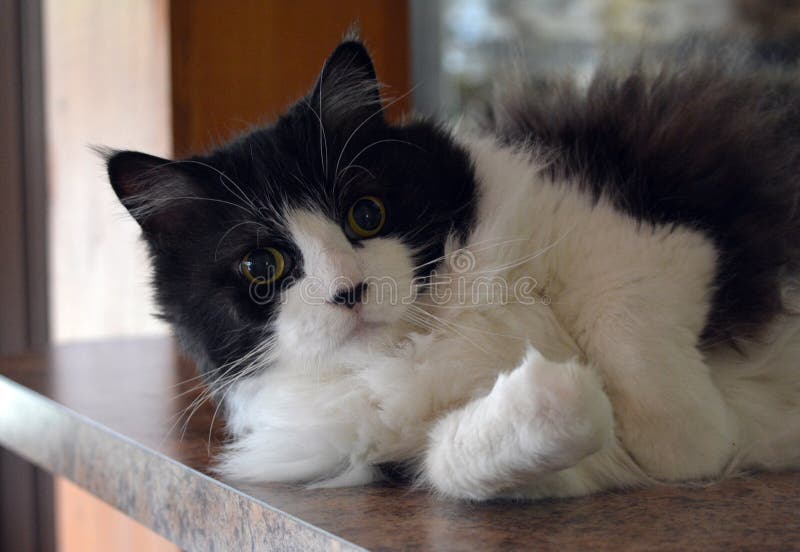 Cat Caught Sleeping on Kitchen Counter Stock Photo - Image of animals ...