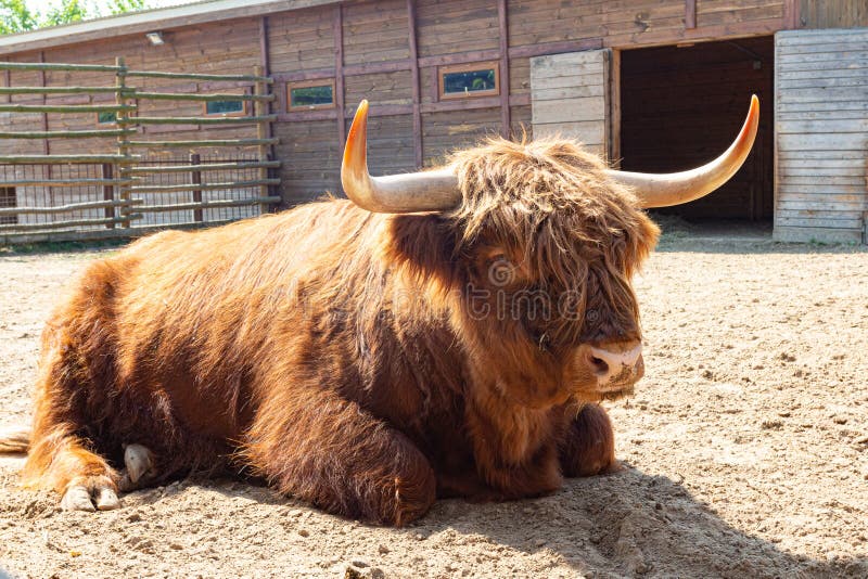 Close-up of a Long-haired Highland Cow at the Zoo Stock Photo - Image ...