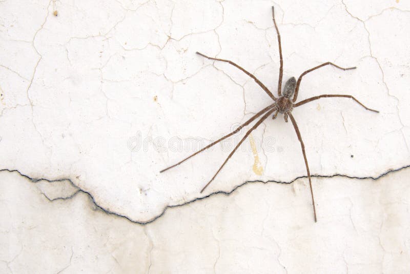 Long legged spider stock image. Image of animal, insect - 242540801