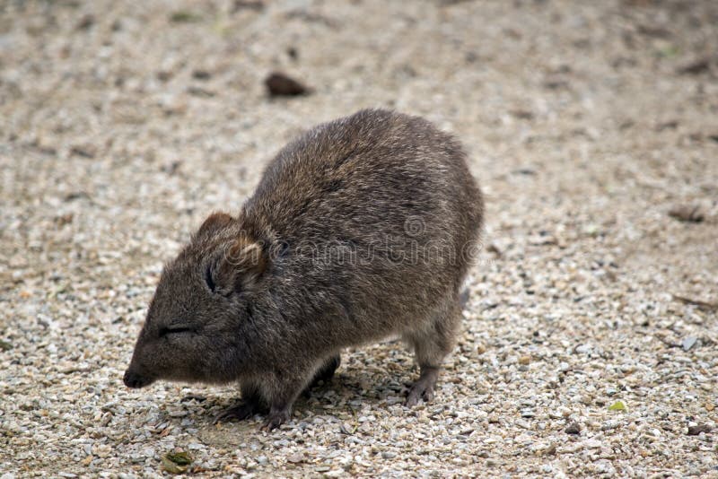 The Long Nose Potoroo Looks Like a Rat Stock Image - Image of cute ...