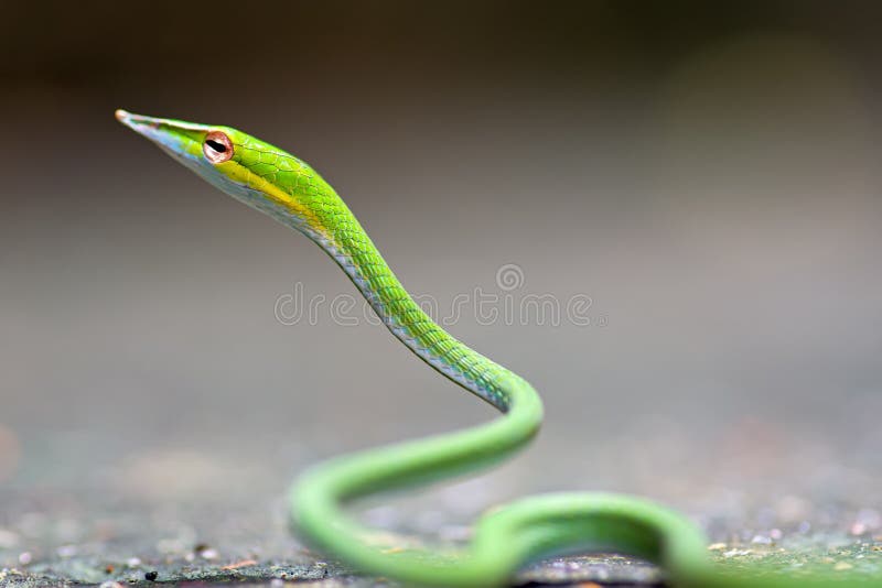 Close Up Long-nosed Whip Snake in Nature Stock Photo - Image of natural ...