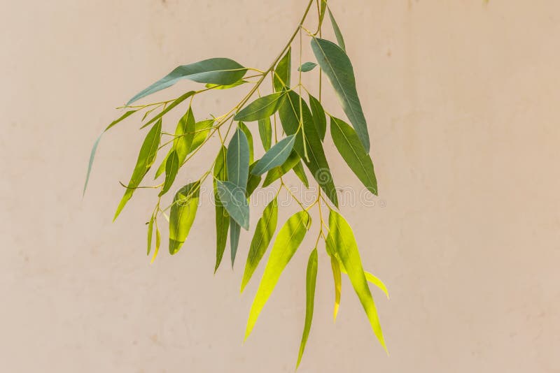 Close-up of Long Slim Eucalyptus Tree Leaves Leaf. Stock Photo - Image ...