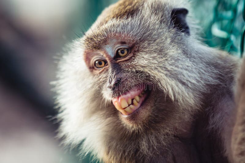 Smiling Macaque. Celebes Crested Macaque , Also Known As the Crested ...