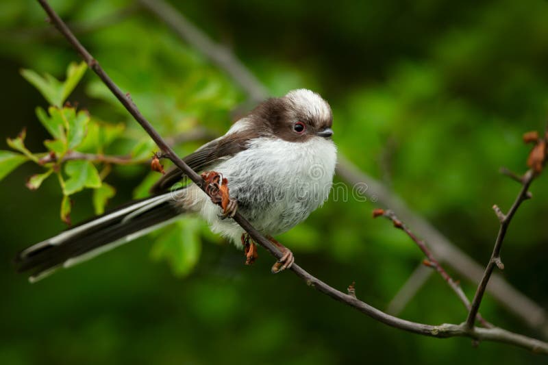 Long Tailed Tit Juvenile Perched on a Tree Branch in Spring Stock Image ...