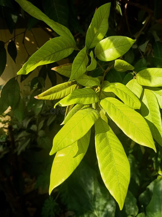 Close Up of Longan Eyeball Tree Plant Stock Image - Image of evergreen ...