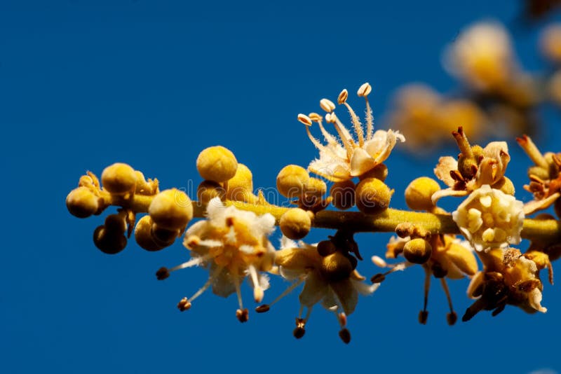 Close Up Longan Flower on the Background of the Blue Sky Stock Image ...