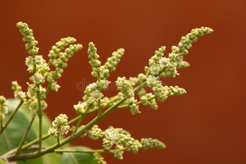 Close up of longan flower stock photo. Image of white - 113238358