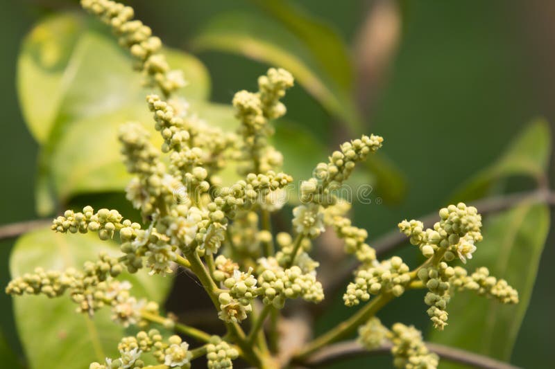 Close up of longan flower stock image. Image of head - 113238421