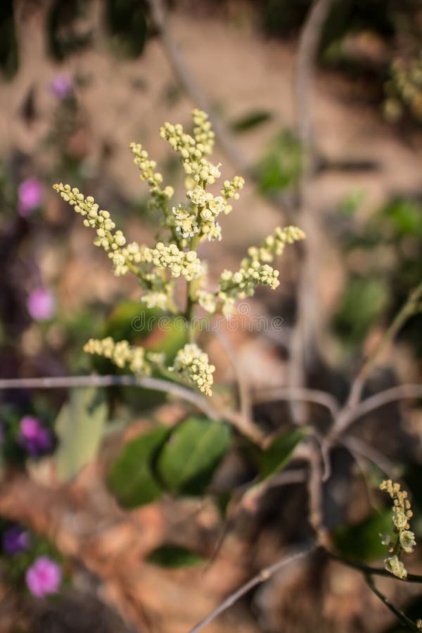 Close up of longan flower stock photo. Image of spring - 212318092