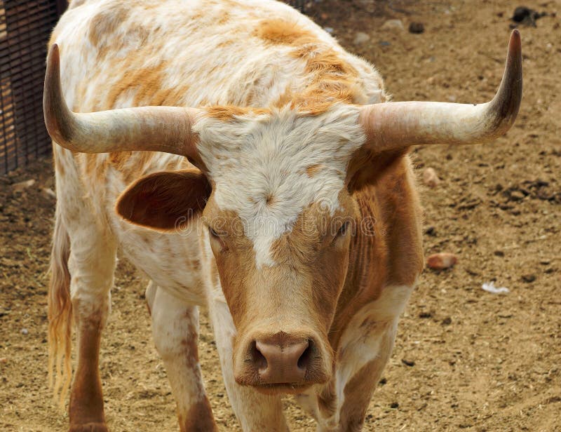 Close up of a longhorn cow stock photo. Image of bovine - 68719898