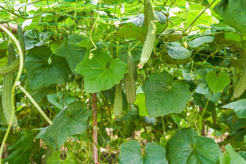 Close-up of Loofah Grown in a Melon Stand on a Farm Stock Photo - Image ...