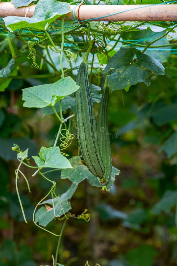 Close-up of Loofah Grown in a Melon Stand on a Farm Stock Image - Image ...