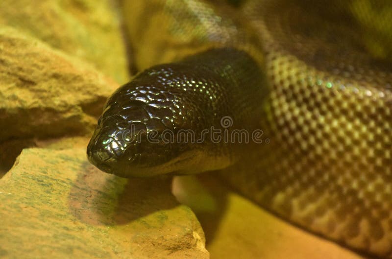 The Look of a Big Cat. Red-headed Far Eastern Leopard is a Powerful ...