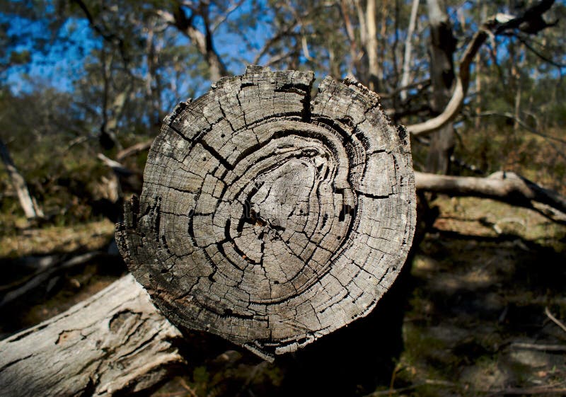 Circular Pattern of Rings in the Middle of Tree Log Stock Image - Image ...