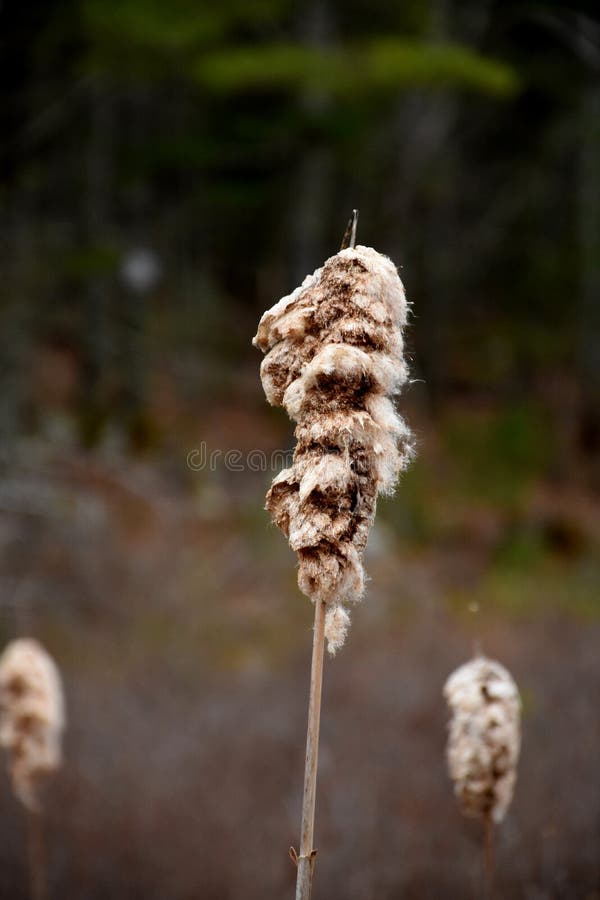 Close Up Look a Common Bulrush in a Wetland Marsh Stock Image - Image ...