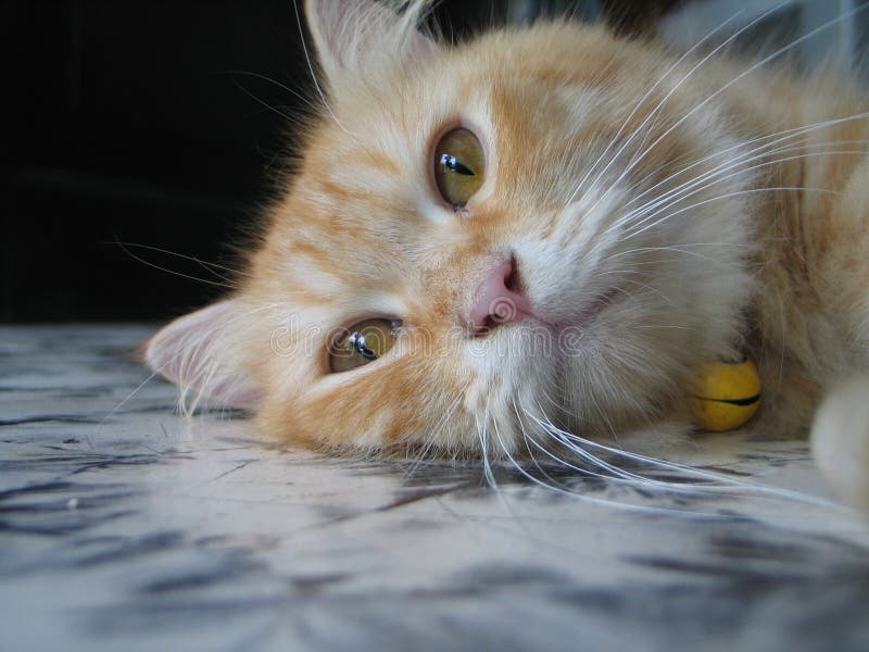 A Close Up Look of a Cream Tabby Cat Sleepy on the Floor Stock Photo ...