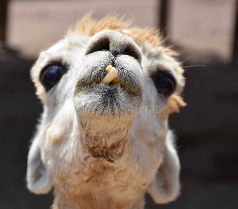 Close Up Look into the Face of an Alpaca Stock Image - Image of ...