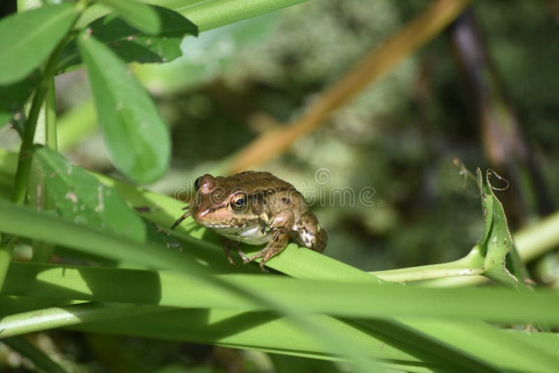 A Close Up Look into the Face of a Frog Stock Image - Image of ...