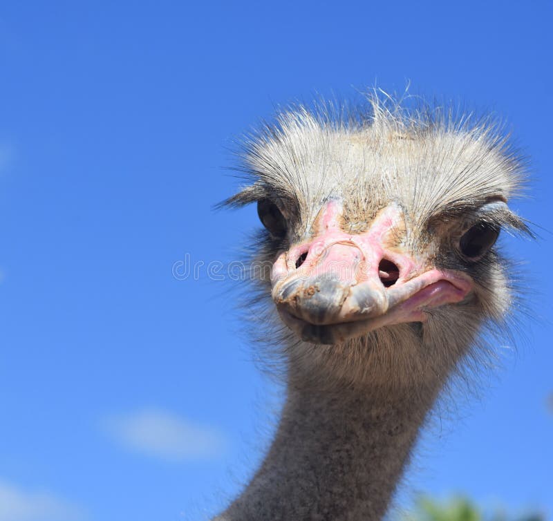 Close Up Look at the Face of a Common Ostrich Stock Image - Image of ...