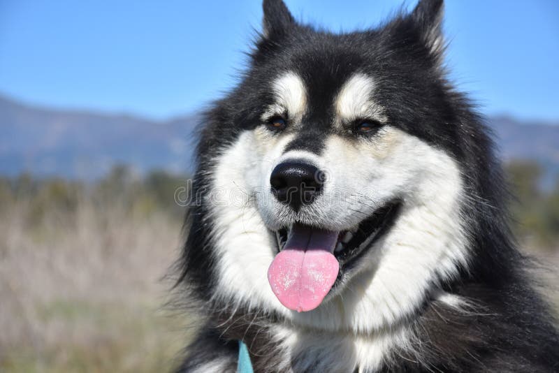 Close Up Look into the Face of a Fluffy Siberian Husky Stock Photo ...