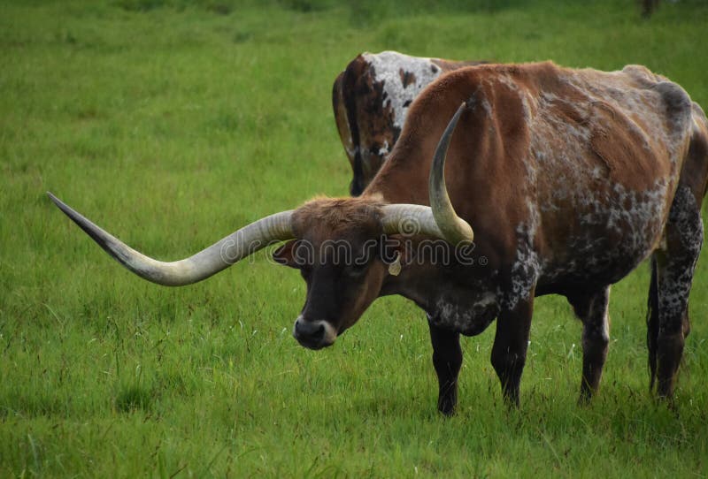 Close Up Look into the Face of a Longhorn Steer Stock Image - Image of ...
