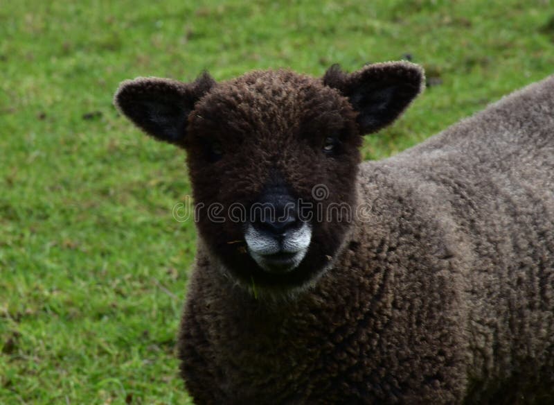 Close Up Look into the Face of a Ryeland Sheep Stock Image - Image of ...