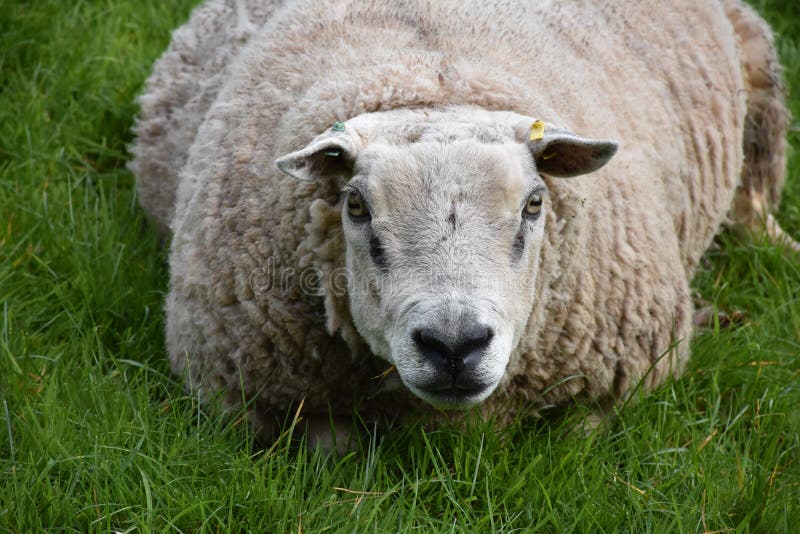 Close Up Look into the Face of a White Sheep Stock Photo - Image of ...