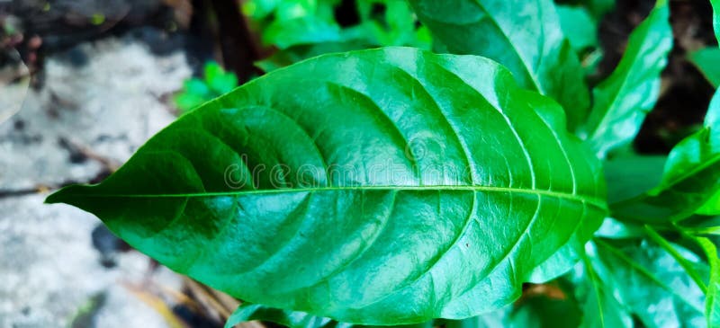 Close up look of leaf. stock photo. Image of close, look - 158755950