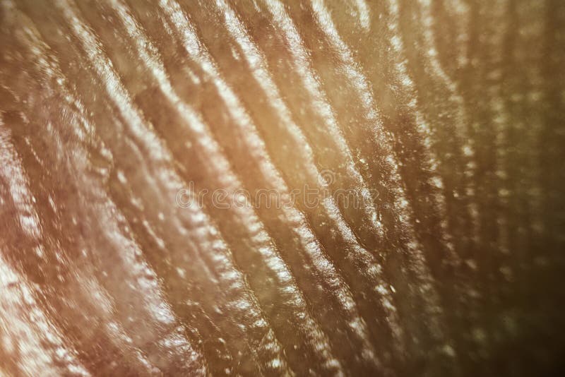 Close Up Look at the Patterns of Human Skin Stock Photo - Image of ...