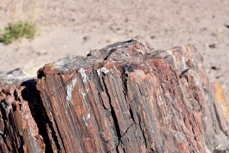 Close Up Look at a Piece of Petrified Log Stock Image - Image of aged ...