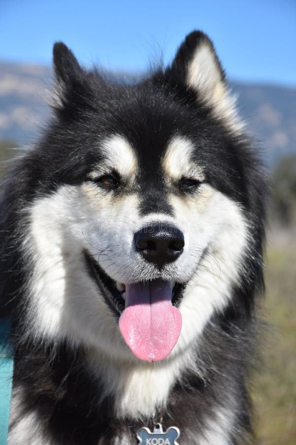 Close Up Look into the Sweet Face of an Alusky Stock Image - Image of ...