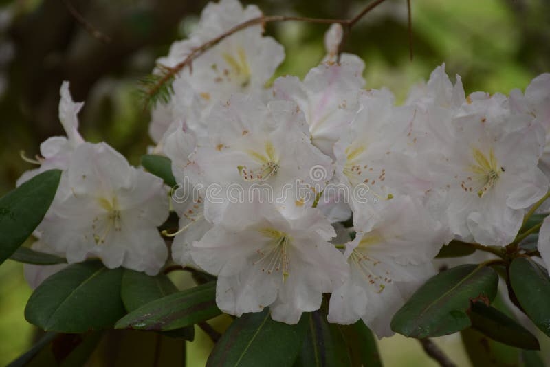 Close Up Look of a White Rhododendron Bush Flowering Stock Photo ...