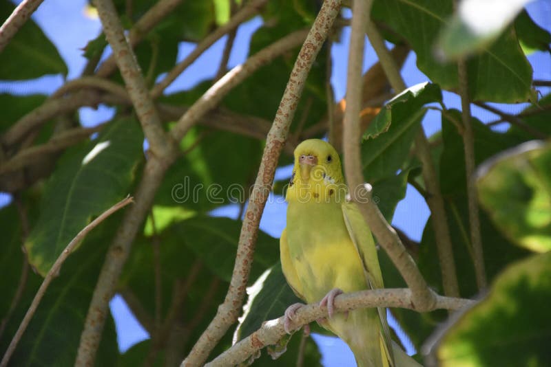 Close Up Look at a Yellow Parakeet on a Branch Stock Photo - Image of ...