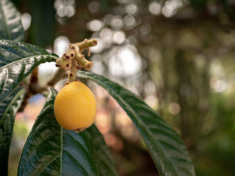 Loquat Drawing Stock Photos - Free & Royalty-Free Stock Photos from ...