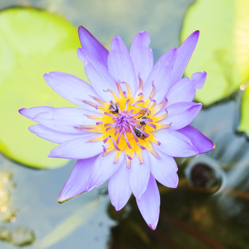 Close Up Lotus with Bee in Pond. Stock Image - Image of flowers, nature ...